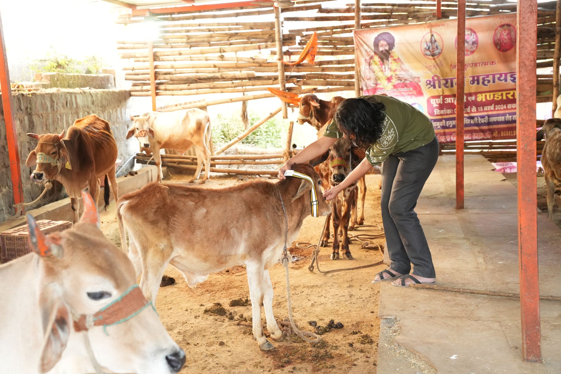 Pawsitivity | QR Reflective Collars for Stray Animal Safety